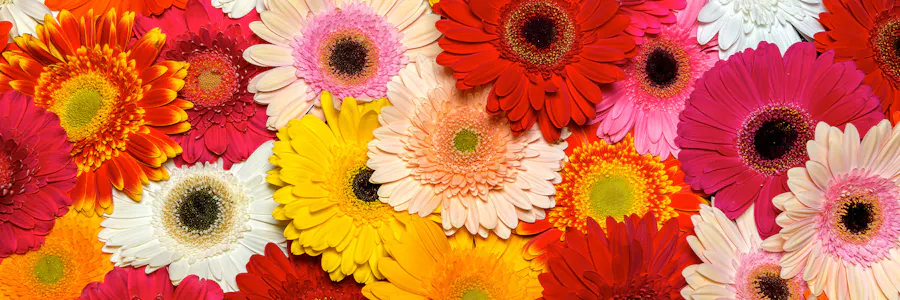 All About Gerbera Daisys | Stadium Flowers Everett