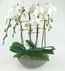 FRESH ORCHID DELIVERY SEATTLE, WASHINGTON