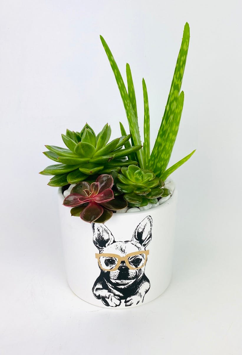 Back To School Flowers & Gifts - Same Day Delivery - Stadium Flowers